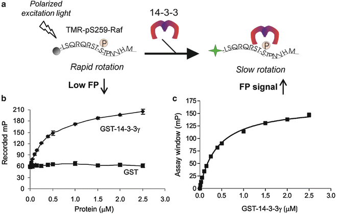 Fluorescence Polarization Assay to Quantify Protein-Protein ...