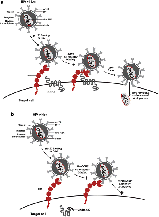 Editing Ccr5 A Novel Approach To Hiv Gene Therapy Springerlink