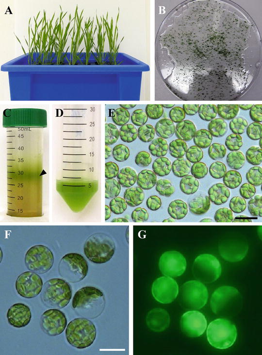 Gene Functional Analysis Using Protoplast Transient Assays | SpringerLink