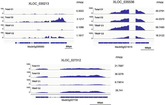 Translating Ribosome Affinity Purification (TRAP) Followed by RNA ...