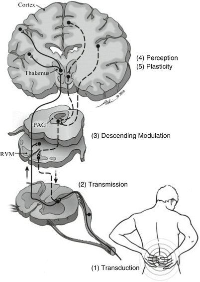 Physiology of Pain | SpringerLink