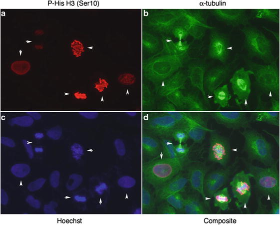 Immunostaining Analysis of Tissue Cultured Cells and Tissue Sections ...