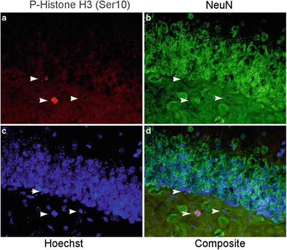 Immunostaining Analysis of Tissue Cultured Cells and Tissue Sections ...