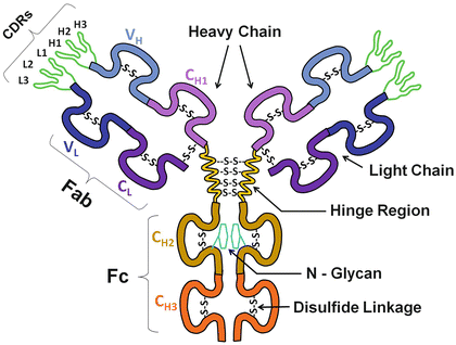 Structure of Monoclonal Antibodies | SpringerLink
