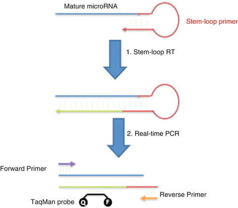 Stem-Loop RT-PCR Based Quantification of Small Non-Coding RNAs | SpringerLink