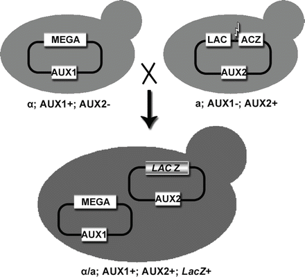 Engineering Meganuclease for Precise Plant Genome Modification ...