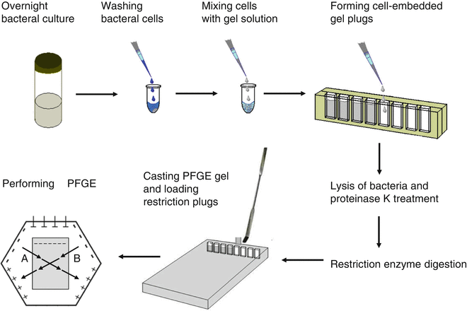Pulsed-Field Gel Electrophoresis of Pseudomonas aeruginosa | SpringerLink