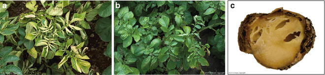 Detection of the Bacterial Potato Pathogens Pectobacterium and Dickeya ...