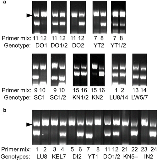 PCR with Sequence-Specific Primers for Typing of Diallelic Blood Groups ...