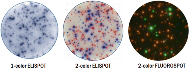 Membrane Microplates for One- and Two-Color ELISPOT and FLUOROSPOT ...