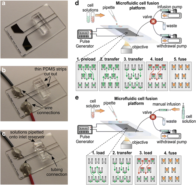Microfluidic Systems for Cell Pairing and Fusion | SpringerLink