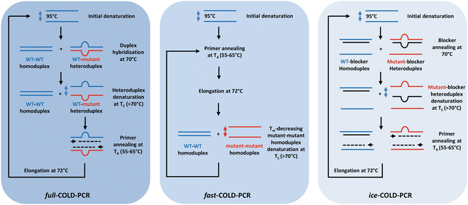 Pyrosequencing®-Based Identification of Low-Frequency Mutations ...