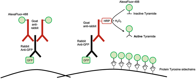 Tyramide Signal Amplification for Immunofluorescent Enhancement ...