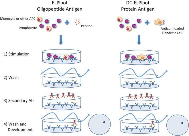 ELISpot and DC-ELISpot Assay to Measure Frequency of Antigen-Specific ...
