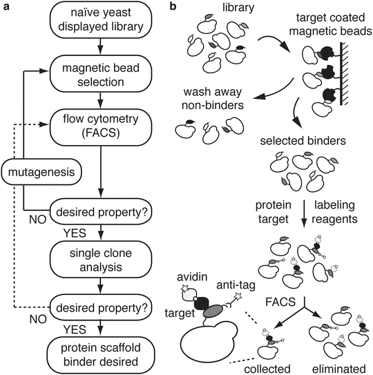 Protein Engineering and Selection Using Yeast Surface Display ...