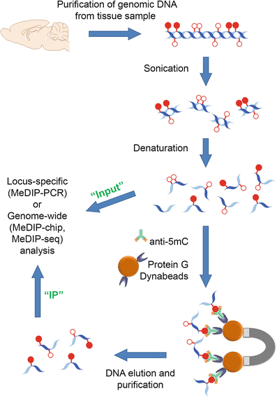 Protocol for Methylated DNA Immunoprecipitation (MeDIP) Analysis ...