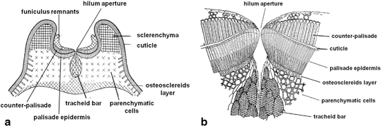 Seed Physiology and Germination of Grain Legumes | SpringerLink