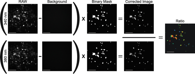 Calcium Imaging to Study NMDA Receptor-mediated Cellular Responses ...