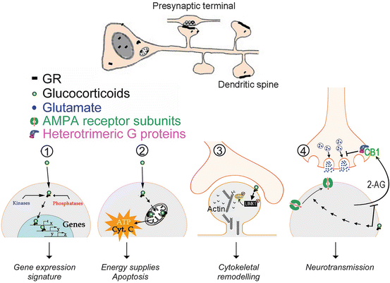 Molecular Biology of Glucocorticoid Signaling | SpringerLink