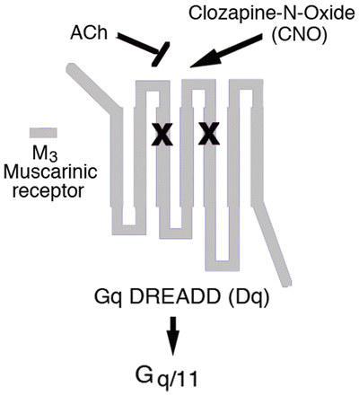 Virus-Mediated Expression of DREADDs for In Vivo Metabolic Studies ...