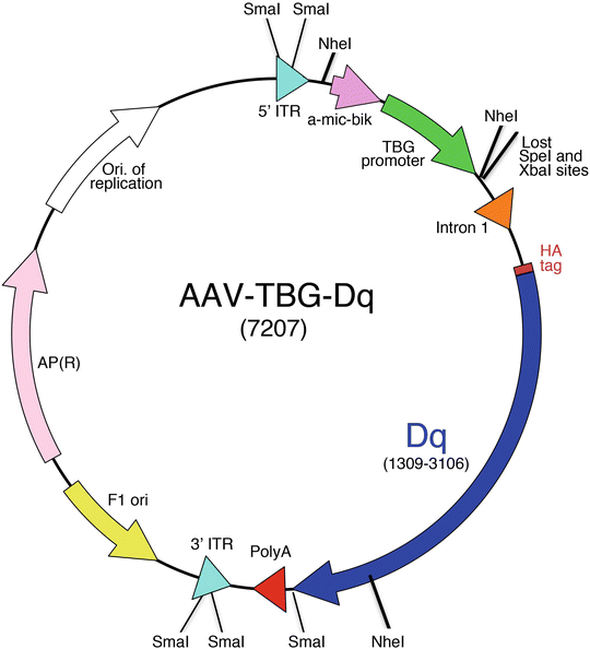 Virus-Mediated Expression of DREADDs for In Vivo Metabolic Studies ...
