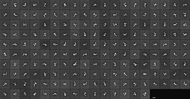 2D Projection Analysis of GPCR Complexes by Negative Stain Electron ...