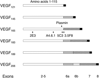 Detection and Quantification of VEGF Isoforms by ELISA | SpringerLink