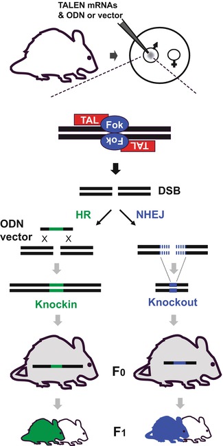 Genome Editing in Mice Using TALE Nucleases | SpringerLink