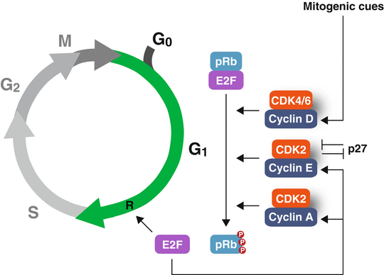 Cell Cycle Control: A System of Interlinking Oscillators | SpringerLink
