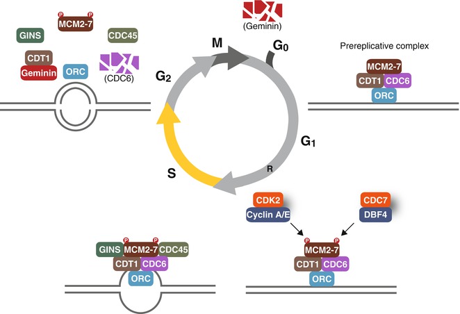 Cell Cycle Control: A System of Interlinking Oscillators | SpringerLink