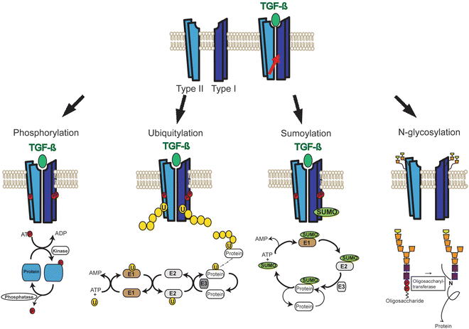 Regulation of TGF-β Receptors | SpringerLink