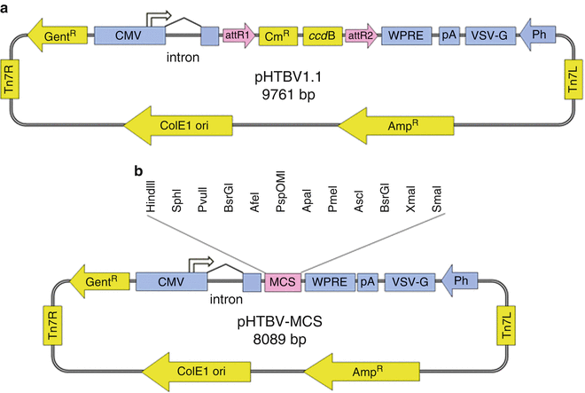 Gene Expression in Mammalian Cells Using BacMam, a Modified Baculovirus ...