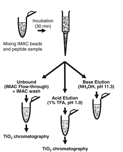 Sequential Elution from IMAC (S IMAC): An Efficient Method for ...