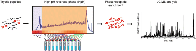 Offline High pH Reversed-Phase Peptide Fractionation for Deep ...