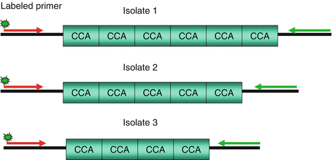 Typing Candida Species Using Microsatellite Length Polymorphism and Multilocus Sequence Typing ...