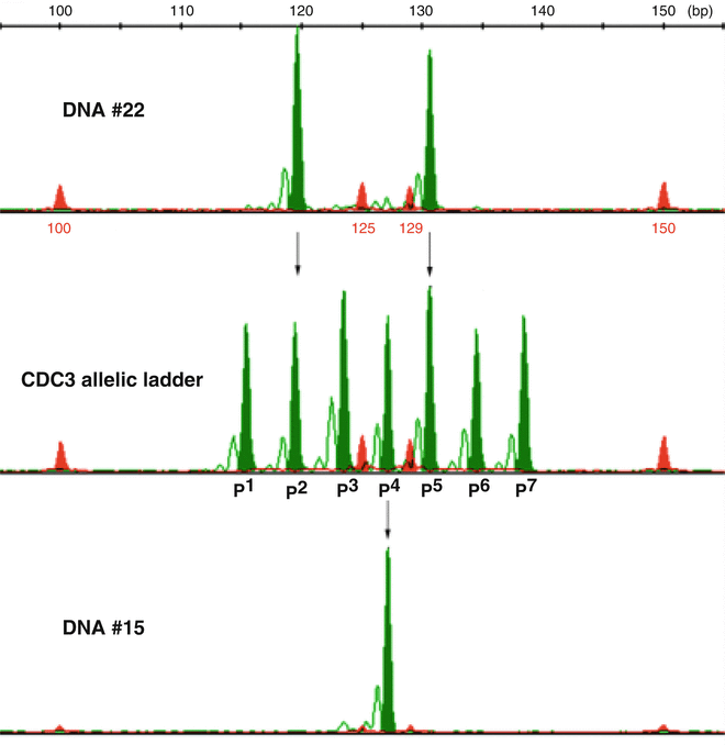 Typing Candida Species Using Microsatellite Length Polymorphism and Multilocus Sequence Typing ...