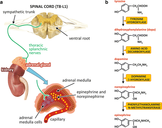 Regulation and Integration of Metabolism During Physical Activity ...