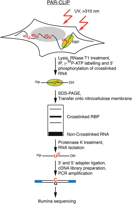 PAR-CLIP: A Method for Transcriptome-Wide Identification of RNA Binding ...