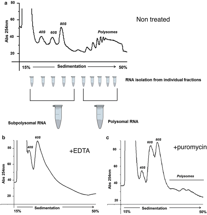 Studying the Translatome with Polysome Profiling | SpringerLink
