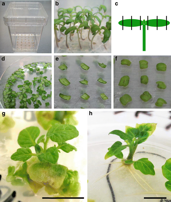 Micro-Tom Tomato as an Alternative Plant Model System: Mutant ...