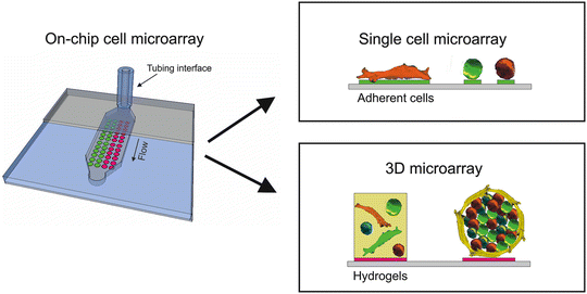 Cell Microarrays for Biomedical Applications | SpringerLink