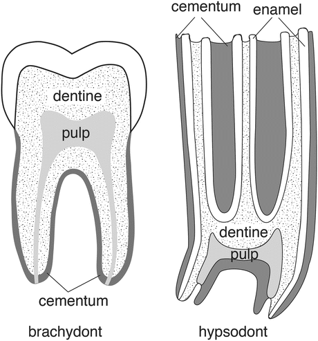 Nucleic Acid Sample Preparation from Teeth/Dental Remains | SpringerLink
