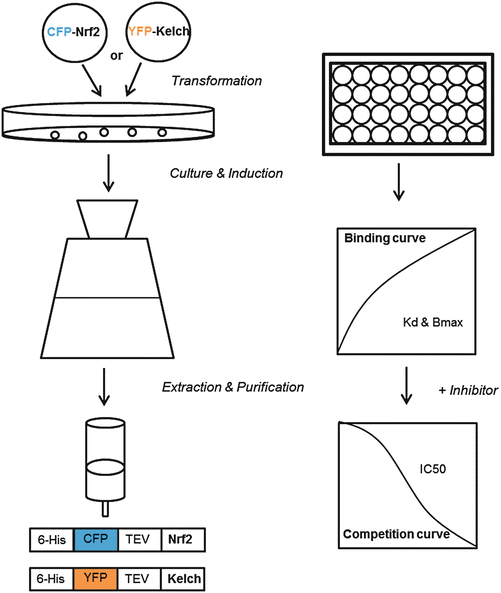 Protocol for a Steady-State FRET Assay in Cancer Chemoprevention ...