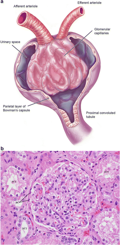Embryology, Anatomy, and Histology of the Kidney | SpringerLink