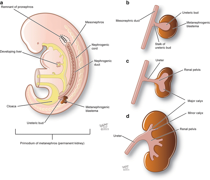 Embryology, Anatomy, and Histology of the Kidney | SpringerLink