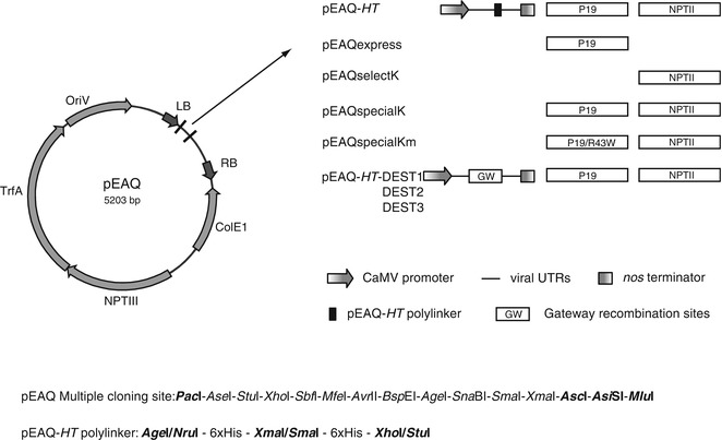 Virus-Derived Vectors for the Expression of Multiple Proteins in Plants ...