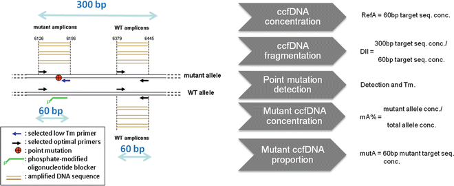 A Targeted Q-PCR-Based Method for Point Mutation Testing by Analyzing ...