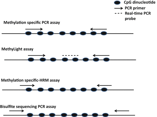 PCR Techniques in Characterizing DNA Methylation | SpringerLink