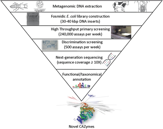 Functional Metagenomics: Construction and High-Throughput Screening of ...