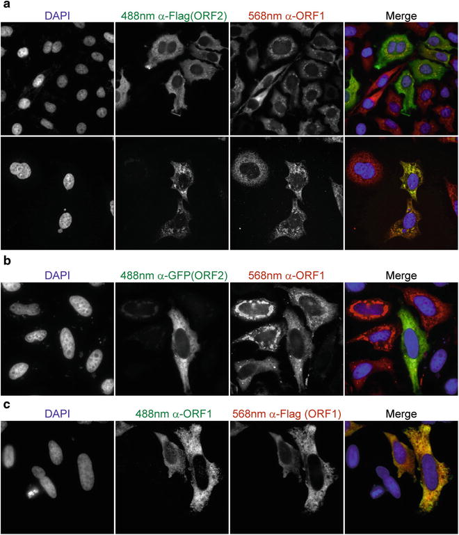 Immunodetection of Human LINE-1 Expression in Cultured Cells and Human ...